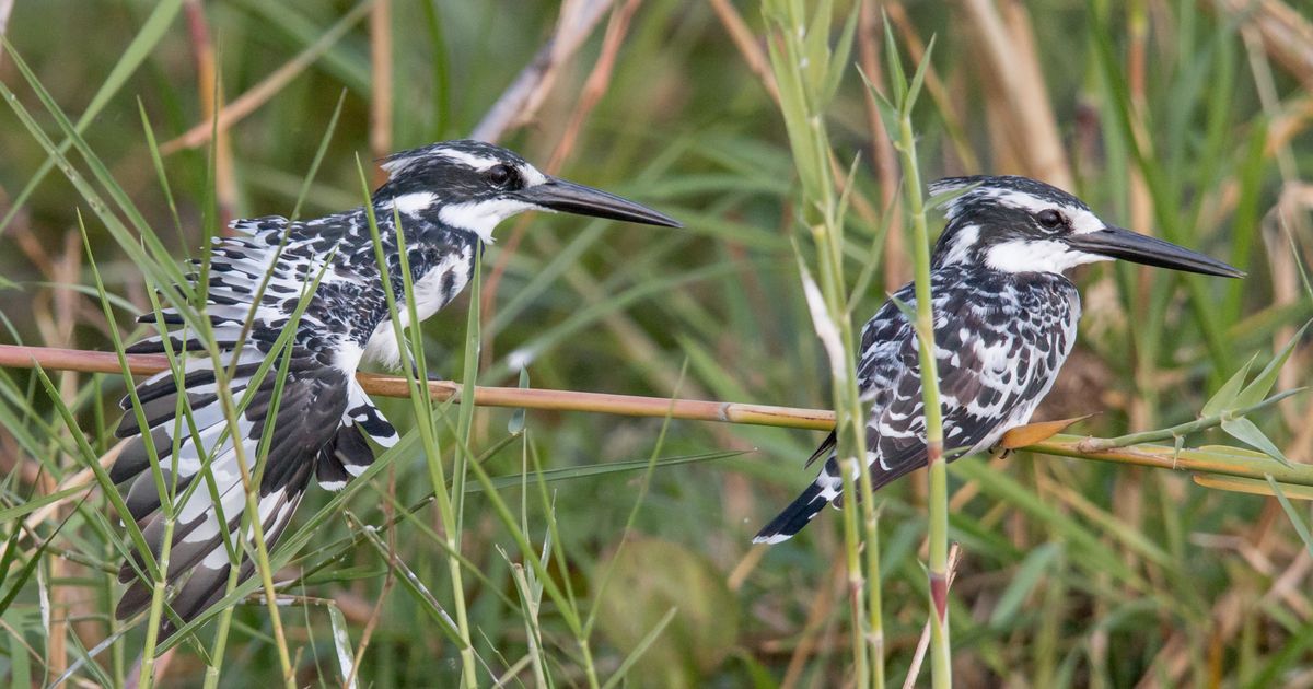 Ракшеобразные. Большая российская энциклопедия
