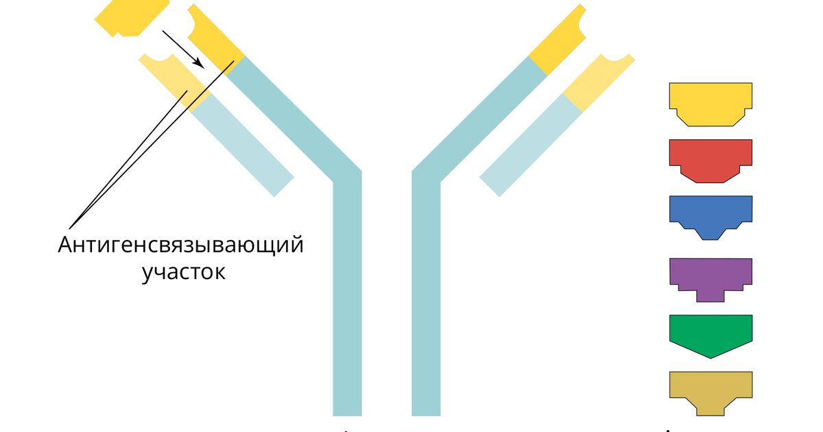 Антиген. Большая российская энциклопедия