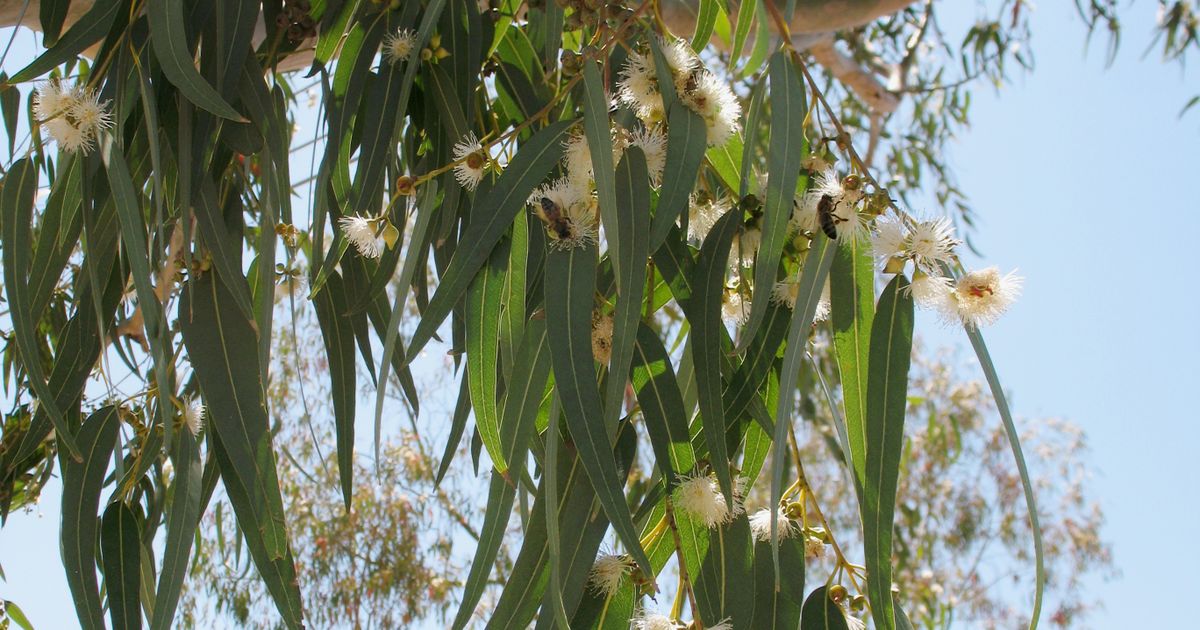 Эвкалипт. Большая российская энциклопедия