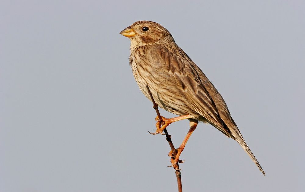 Просянка. Большая российская энциклопедия