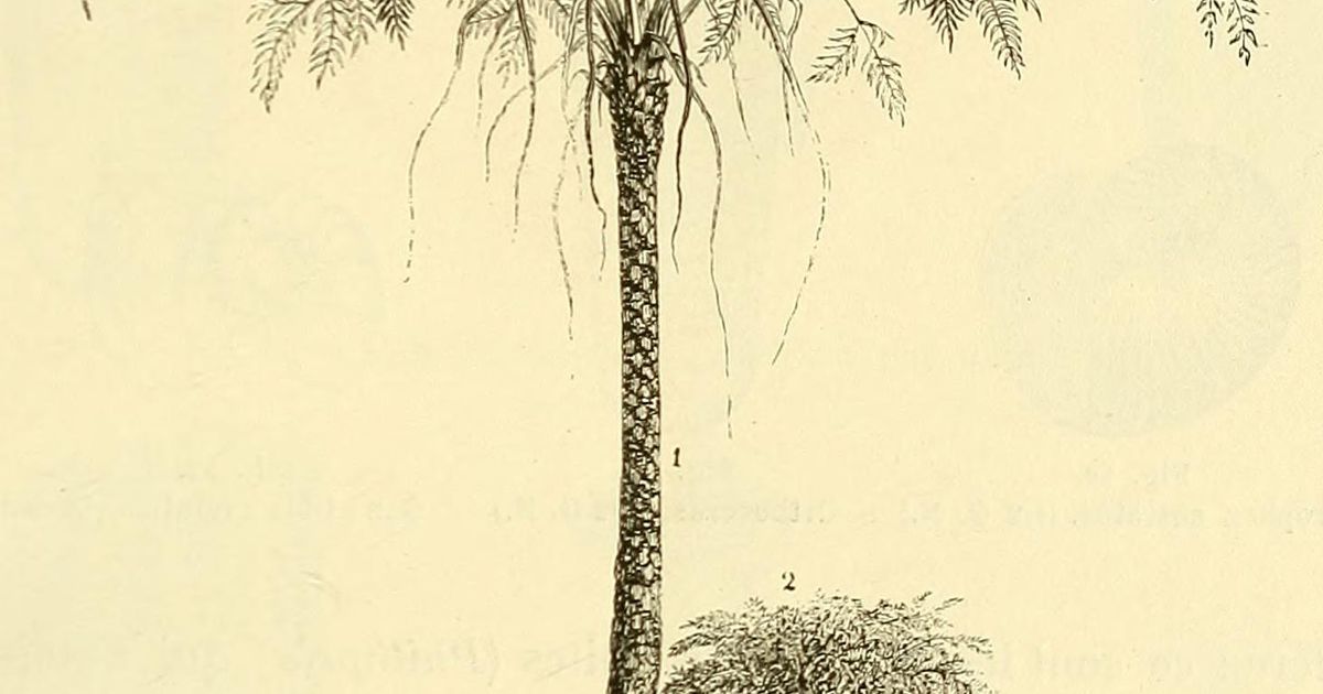Мараттиевые. Большая российская энциклопедия