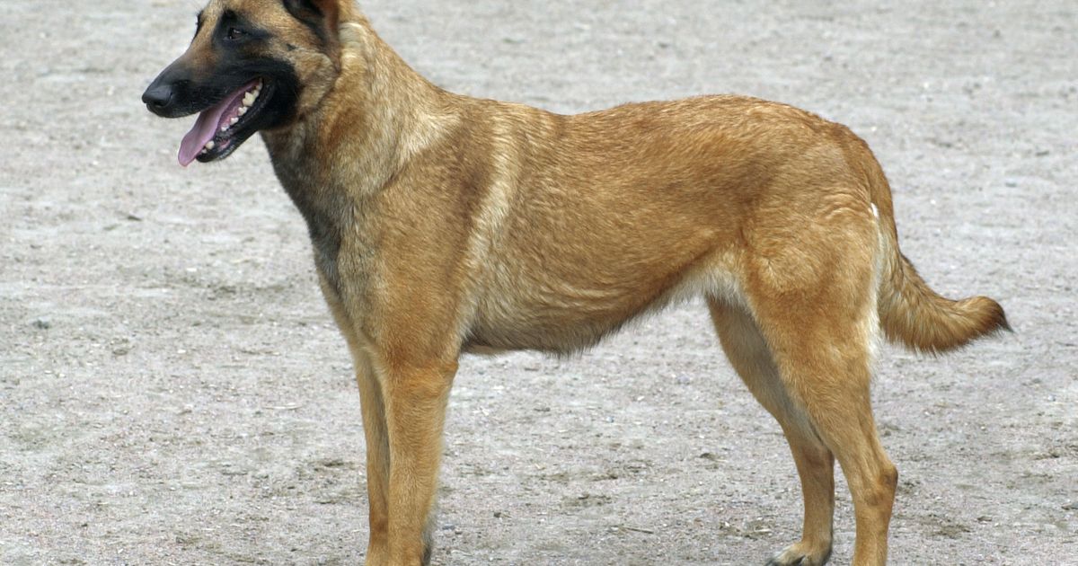 Малинуа. Большая российская энциклопедия