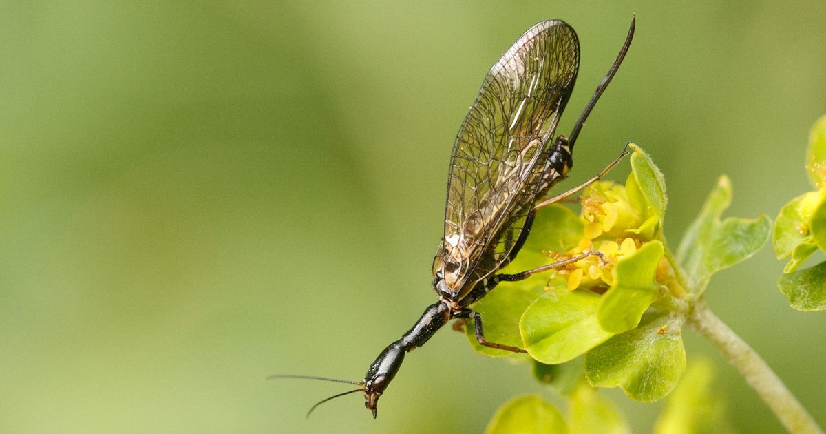 Верблюдки. Большая российская энциклопедия
