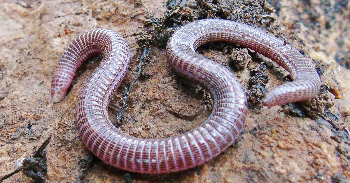 Амфисбены. Большая российская энциклопедия