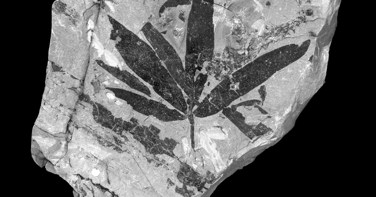 Кейтониевые. Большая российская энциклопедия