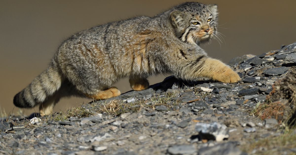Манул. Большая российская энциклопедия