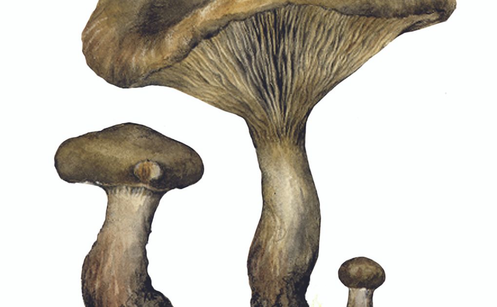 Свинушка. Большая российская энциклопедия