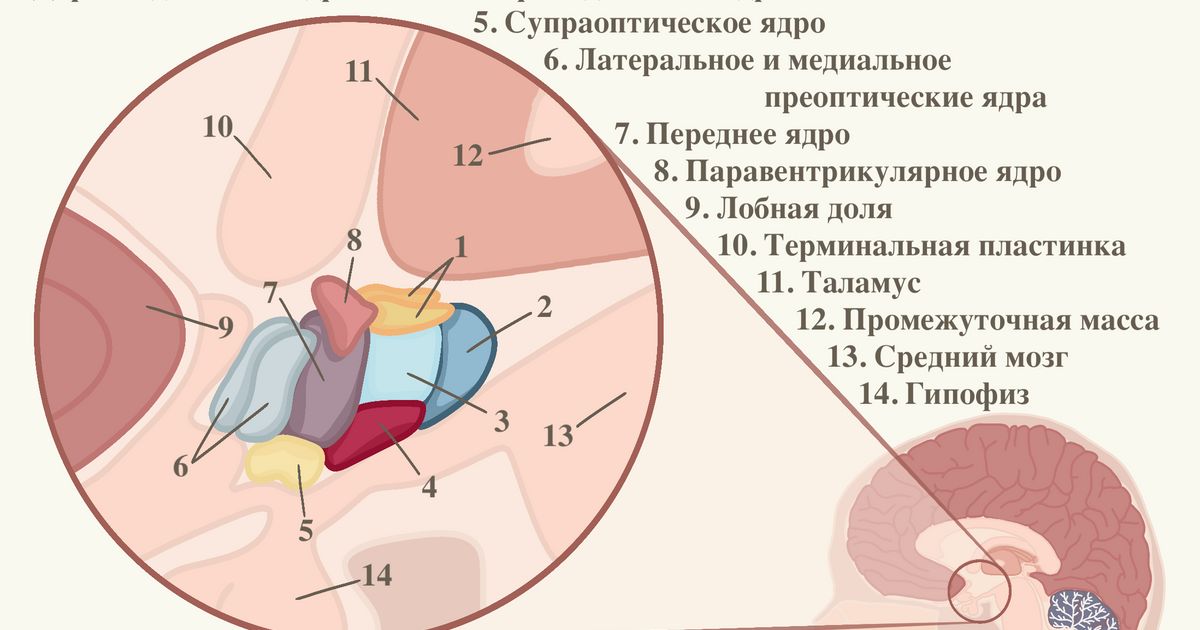 Гипоталамус. Большая российская энциклопедия